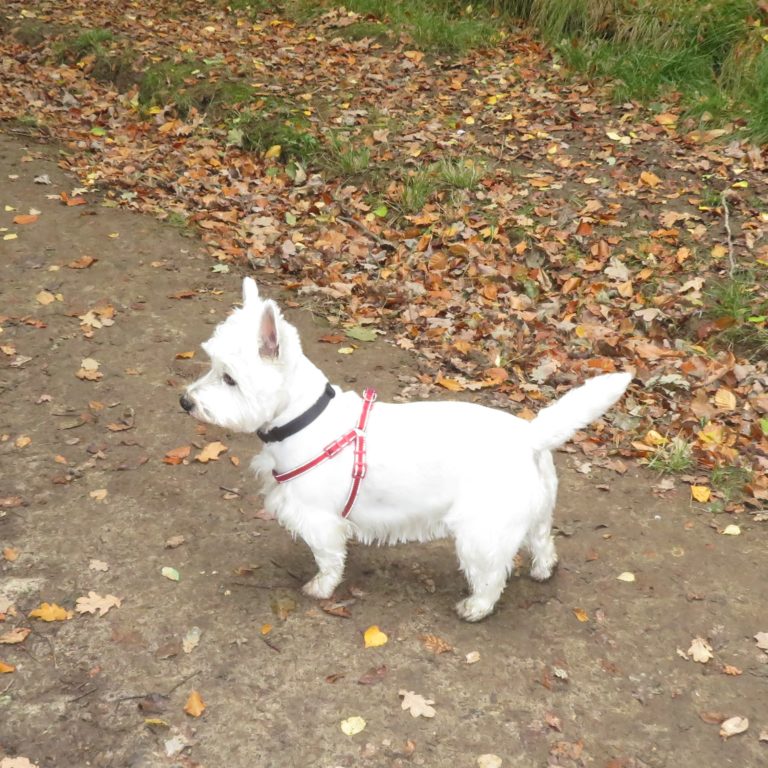 Bye-Bye to Beechy Buckinghamshire - Crystals & Crochet